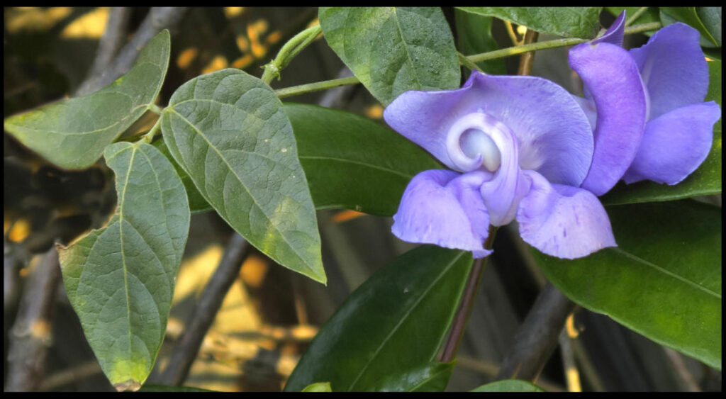 Sigmoidotropis - Botany Brisbane