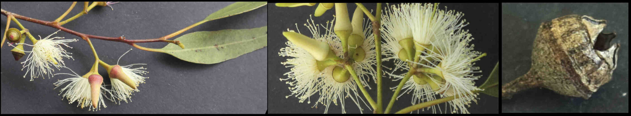 Eucalyptus tereticornis - Botany Brisbane