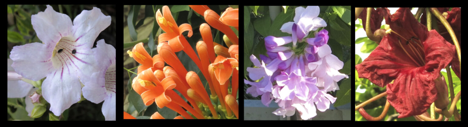 Bignoniaceae - Botany Brisbane