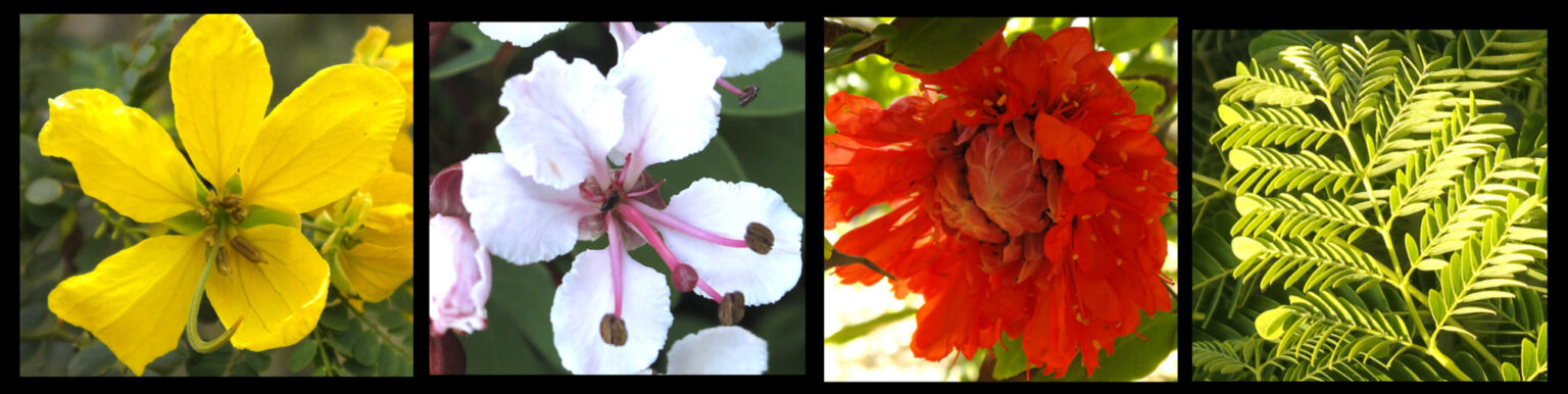 Caesalpiniaceae - Botany Brisbane