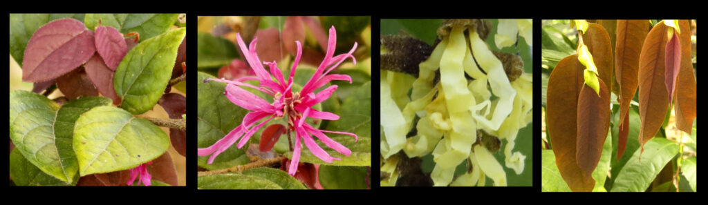 Hamamelidaceae - Botany Brisbane