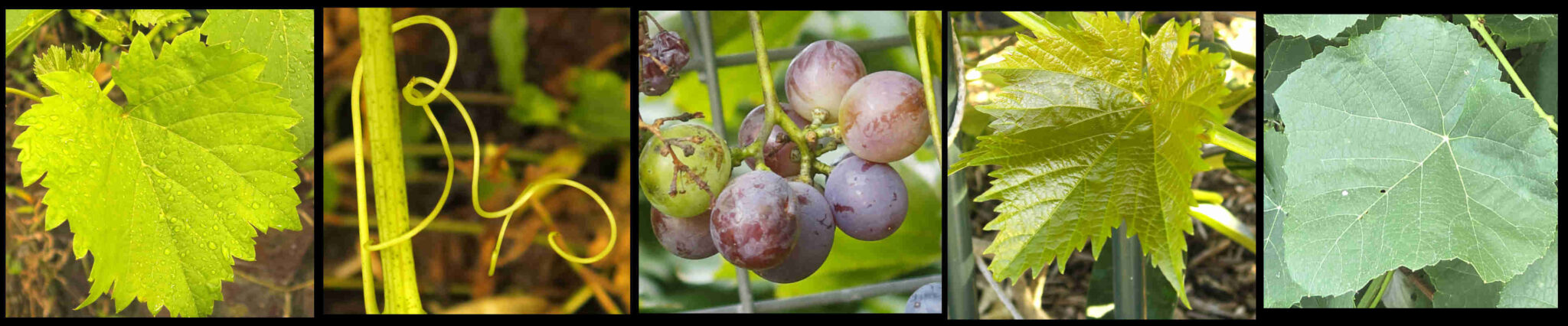 Vitis - Botany Brisbane