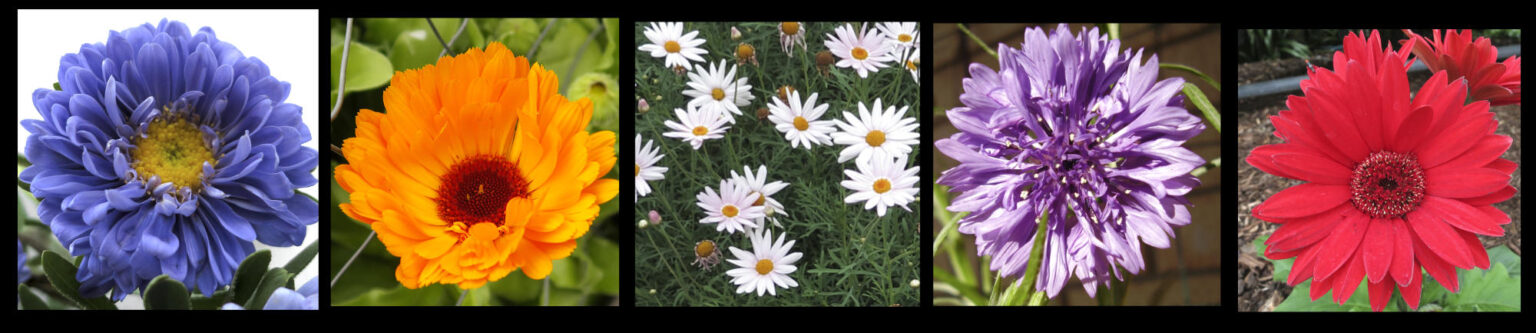 Asteraceae - Botany Brisbane