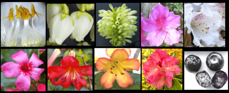 Ericaceae - Botany Brisbane